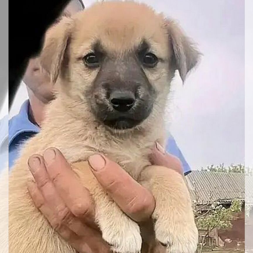 Щенок в добрые руки