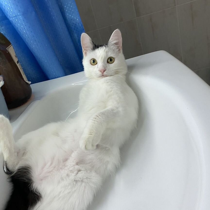 Отдам в добрые руки