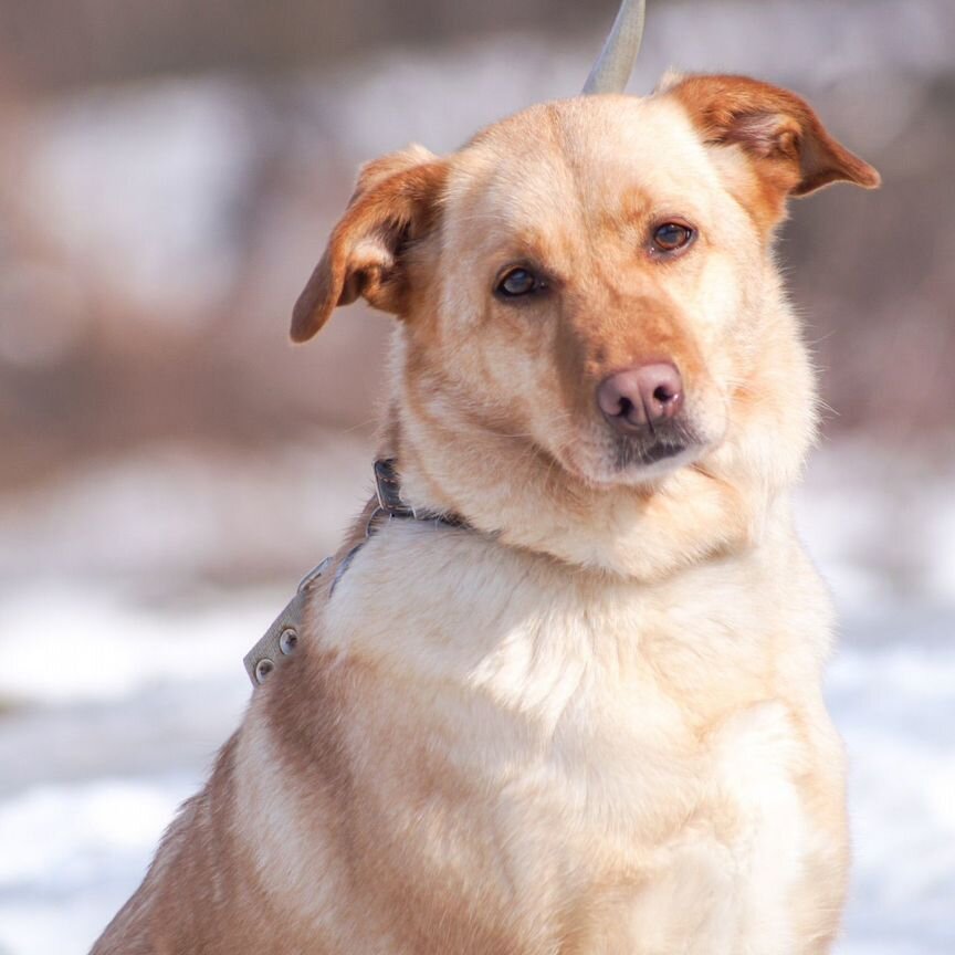 Нежная Зои собака в добрые руки