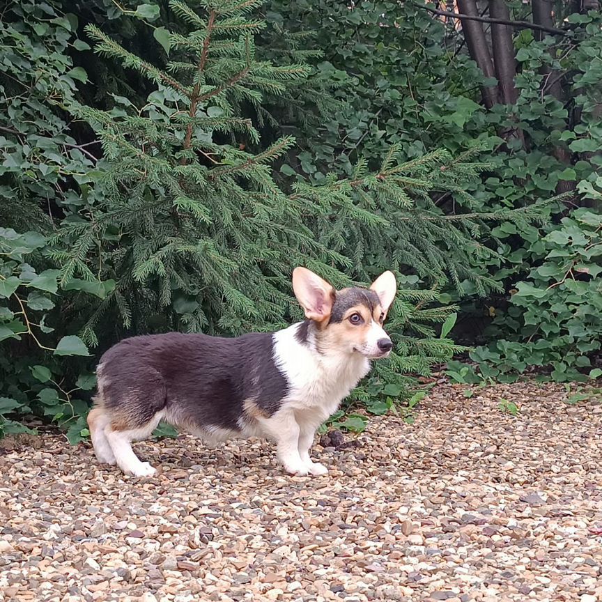 Вельш-корги пемброк девочка