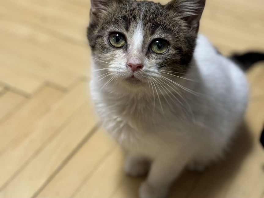 Котенок в добрые руки