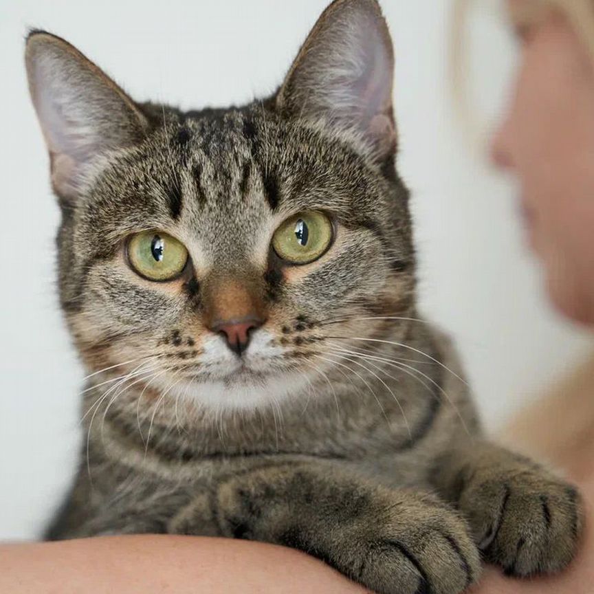 Взрослая, кошка в добрые руки