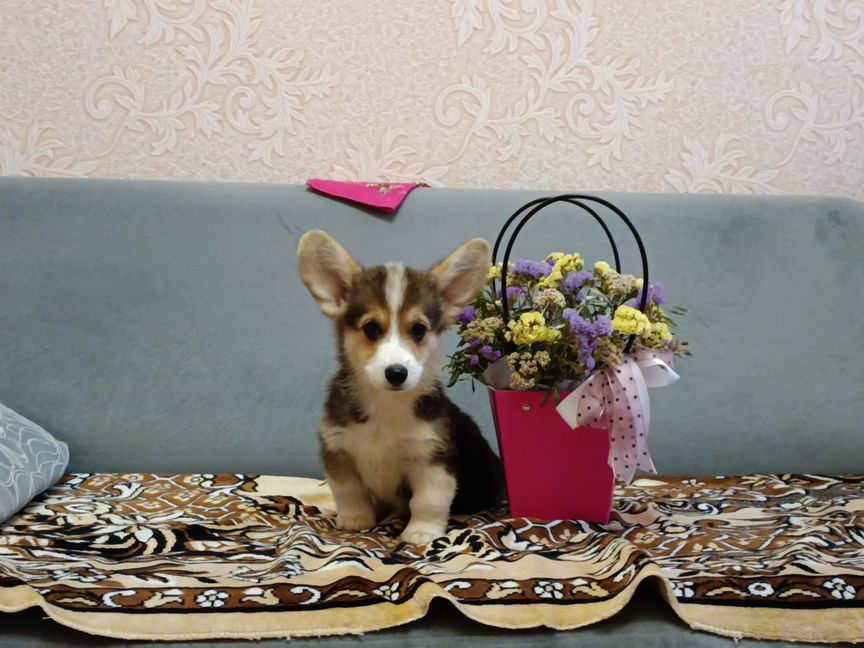 Щенки трёхцветные вельш-корги пемброк
