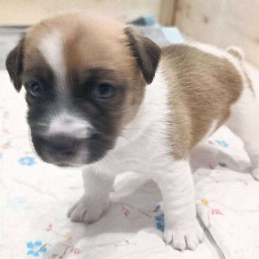 Джек-рассел-терьер, щенок