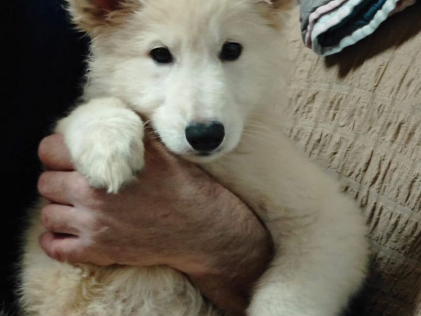 Швейцарская овчарка