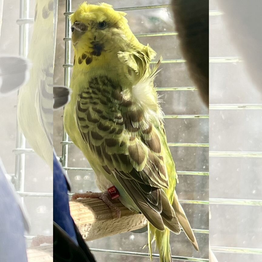 Попугай волнистый Хагоромо