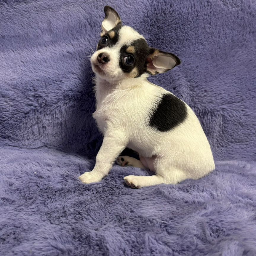 Чихуахуа голубой триколор