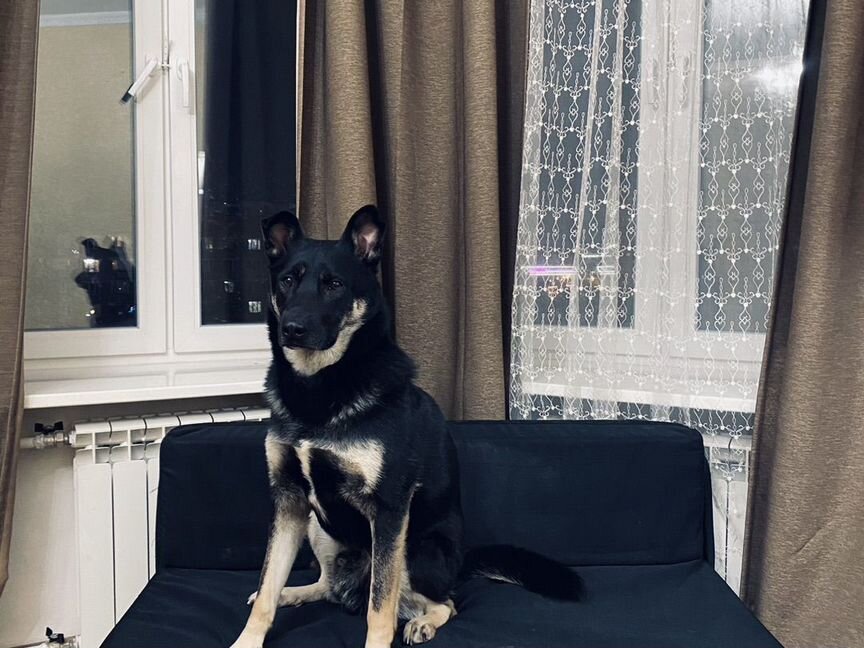 Диванчик для собак