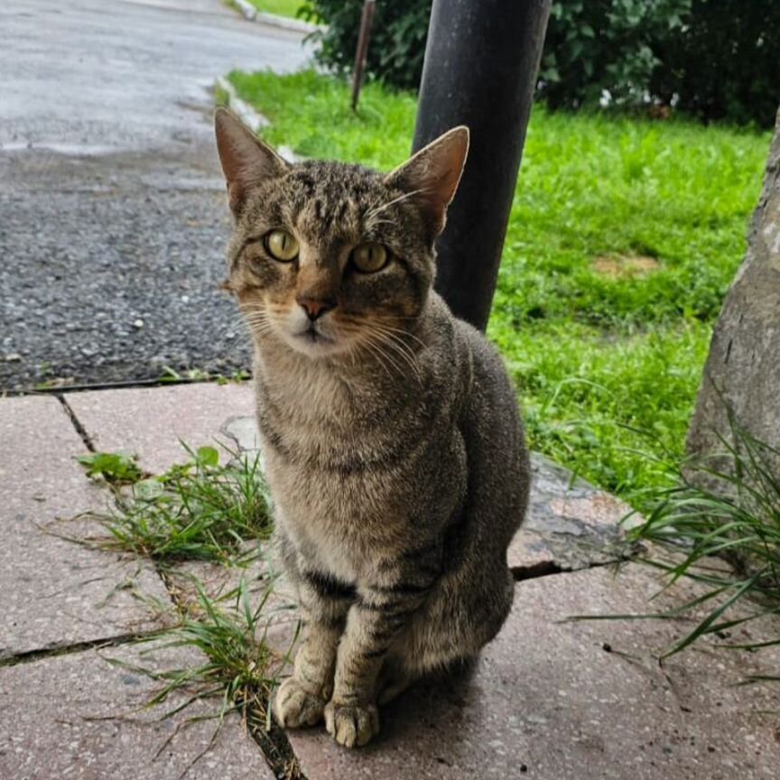 Котику нужен дом