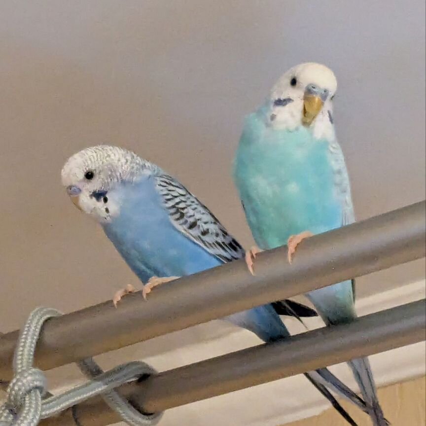 Два попугая с клеткой и приданным