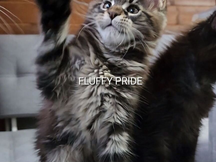 Мейн-кун котята чёрный мрамор