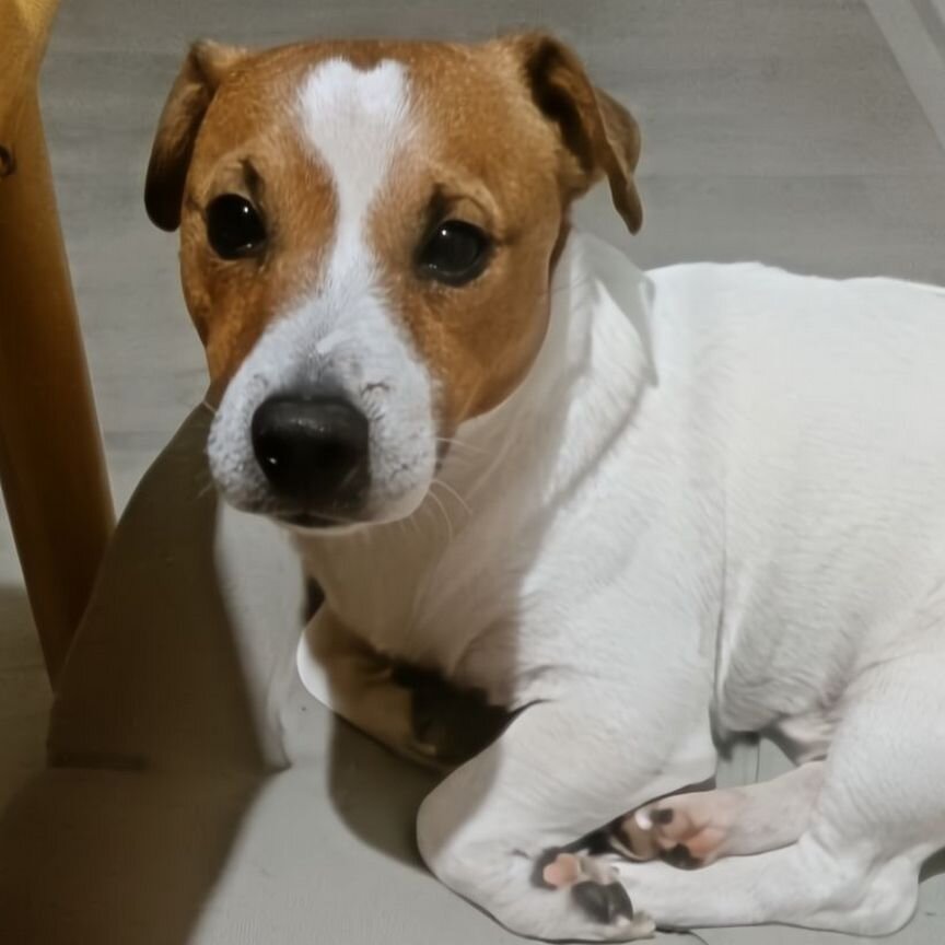 Джек-рассел-терьер, взрослая собака