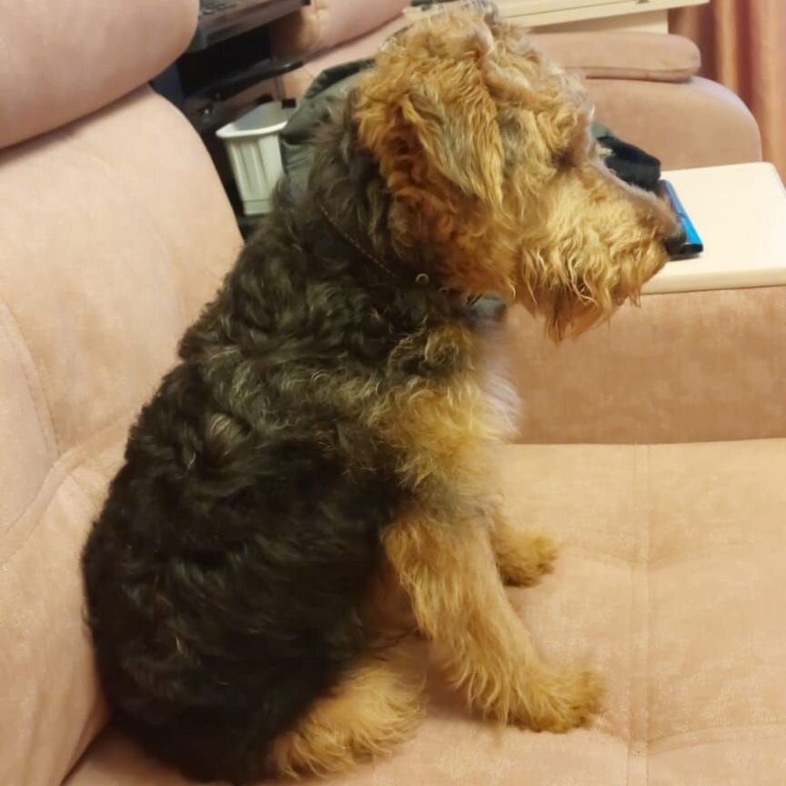 Эрдельтерьер