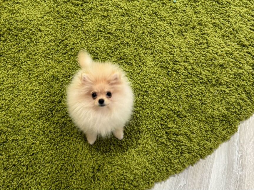 Кремовая помераночка Бетти