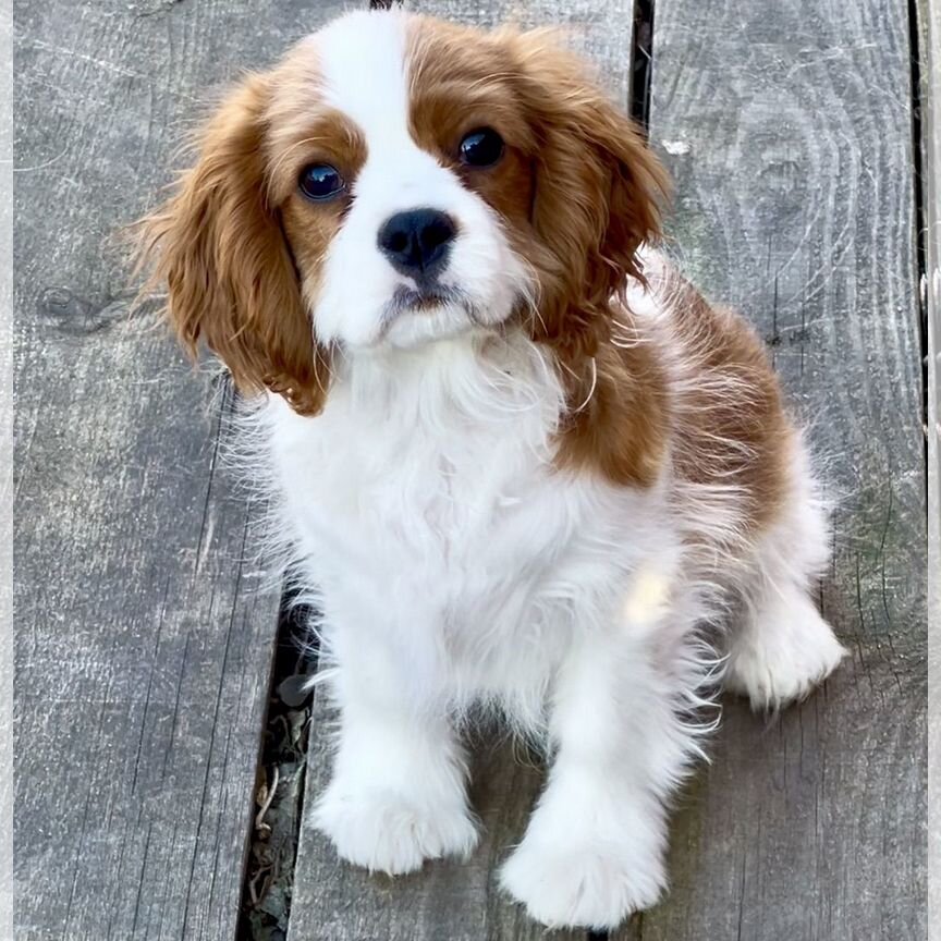 Кавалер кинг-чарльз-спаниель, щенок