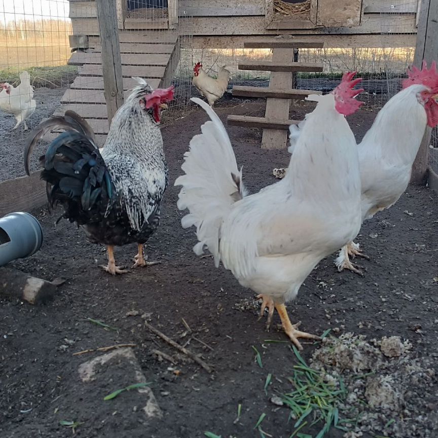 Молодые петухи