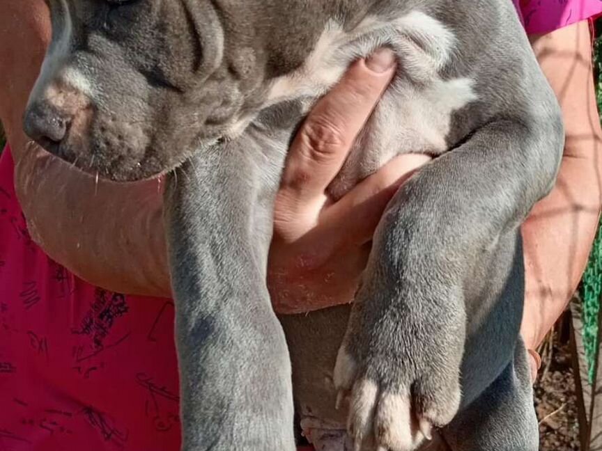 Щенки Амстаффа