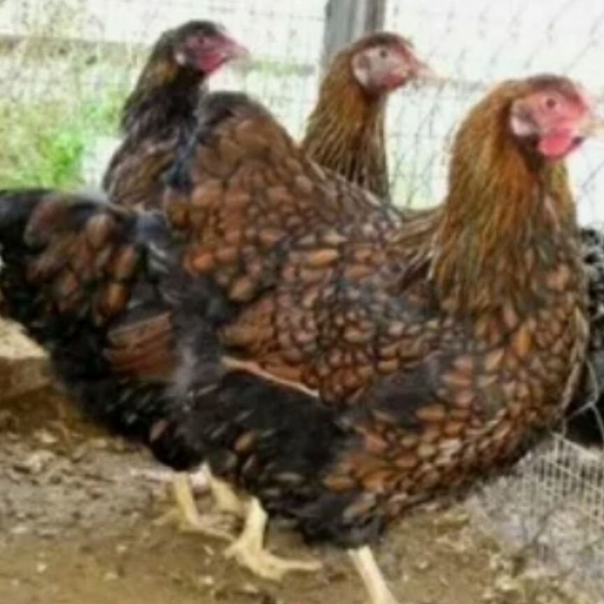 Виандот карликовый