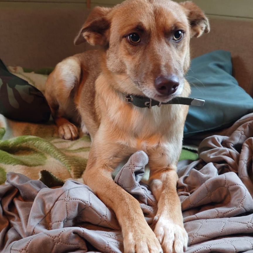 Собака мальчик бесплатно