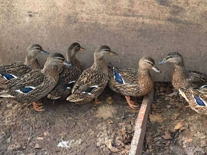 Подсадные утки
