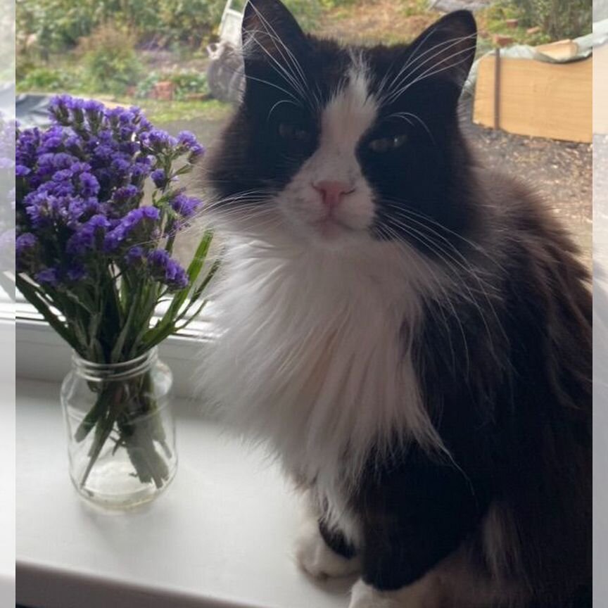 Невский маскарадный, взрослый кот