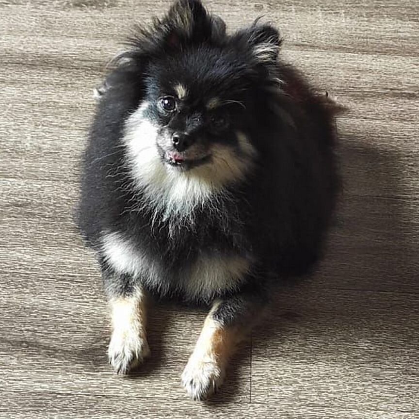 Шпиц померанский