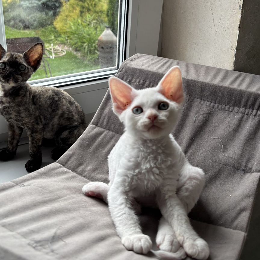 Котята девон-рекс