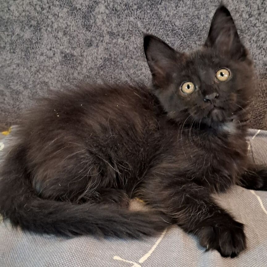 Сибирский котик