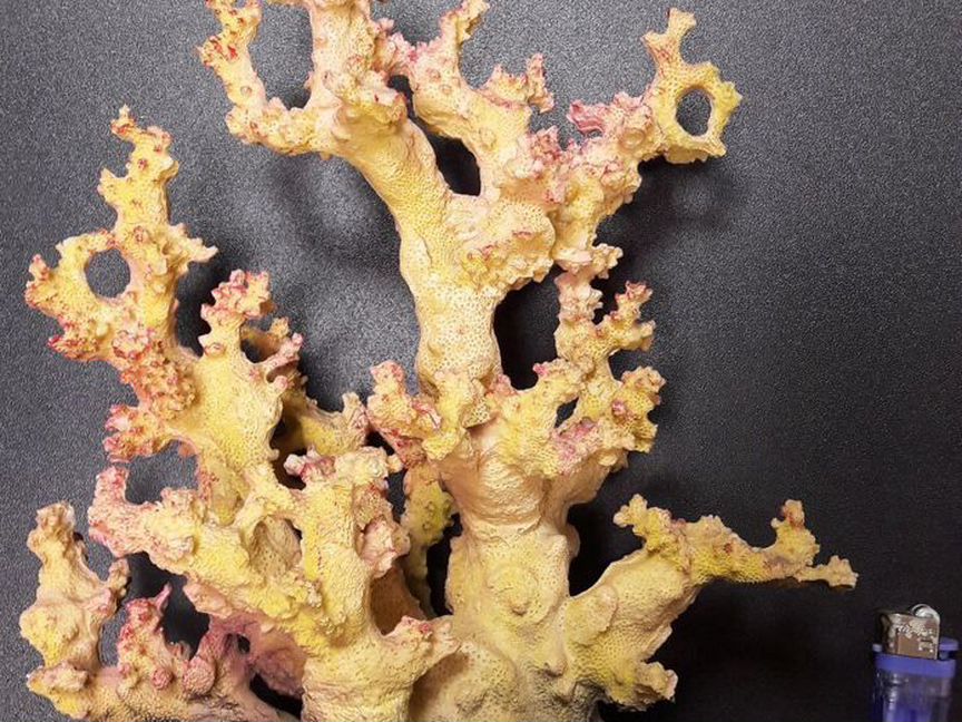 Коралл большой