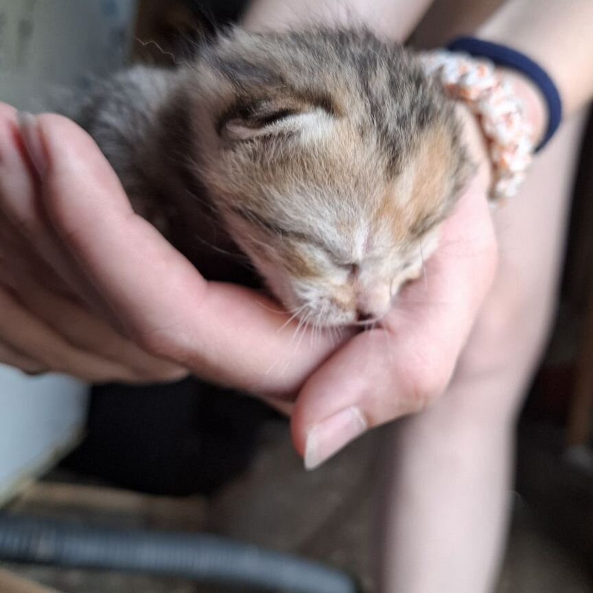 Котята