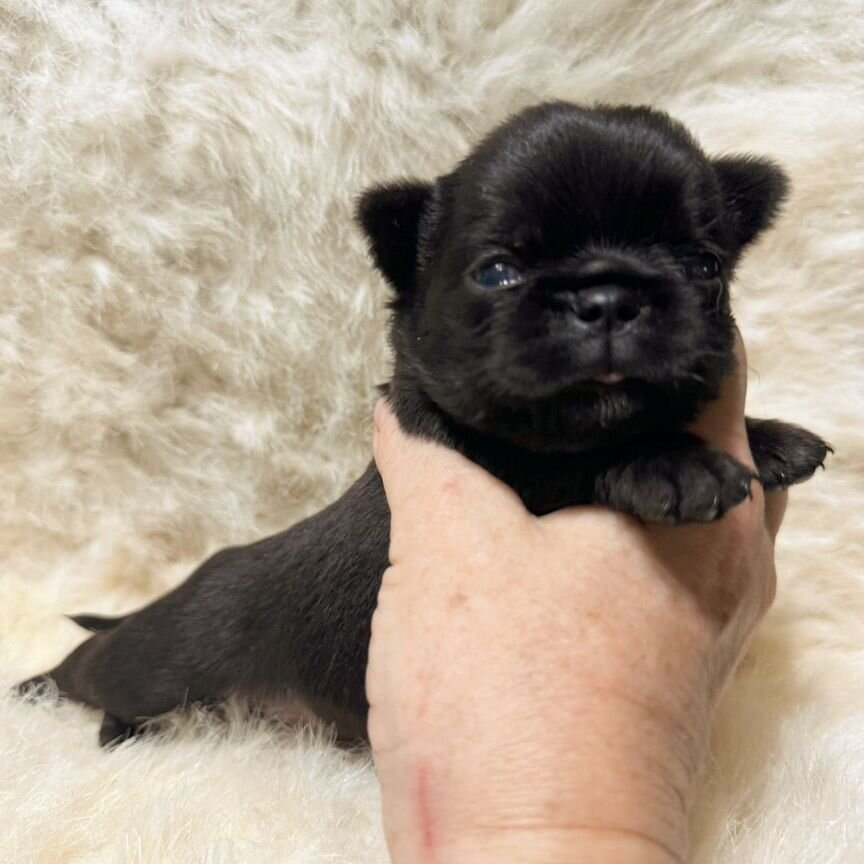 Сладкий брабансончик