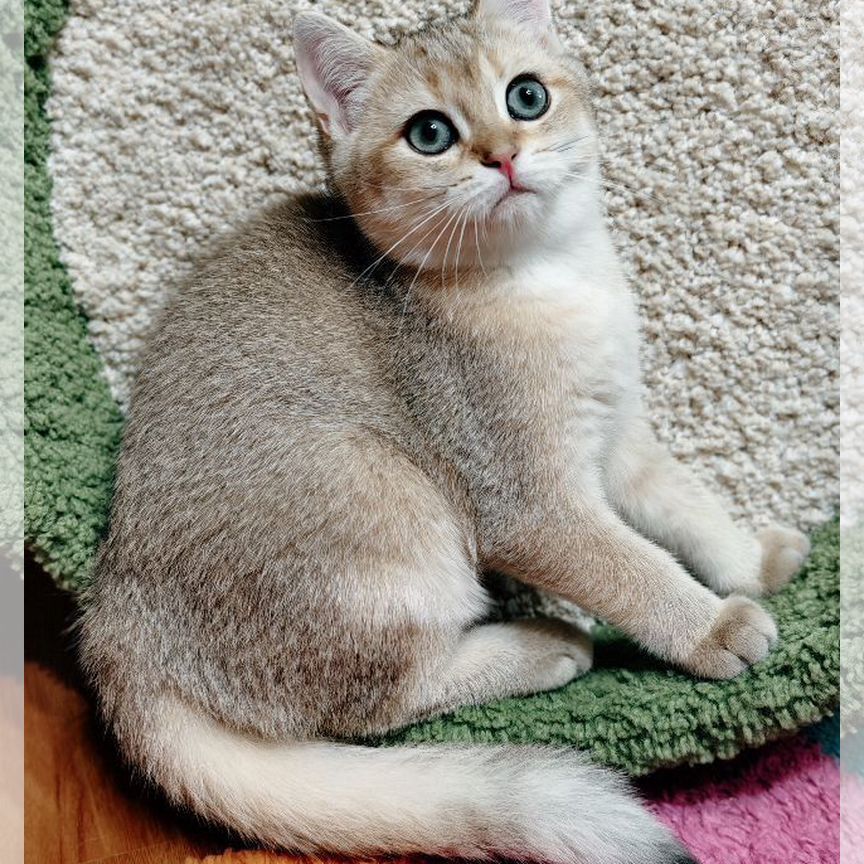 Котенок мальчик британец
