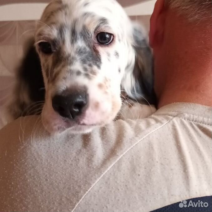 Английский сеттер