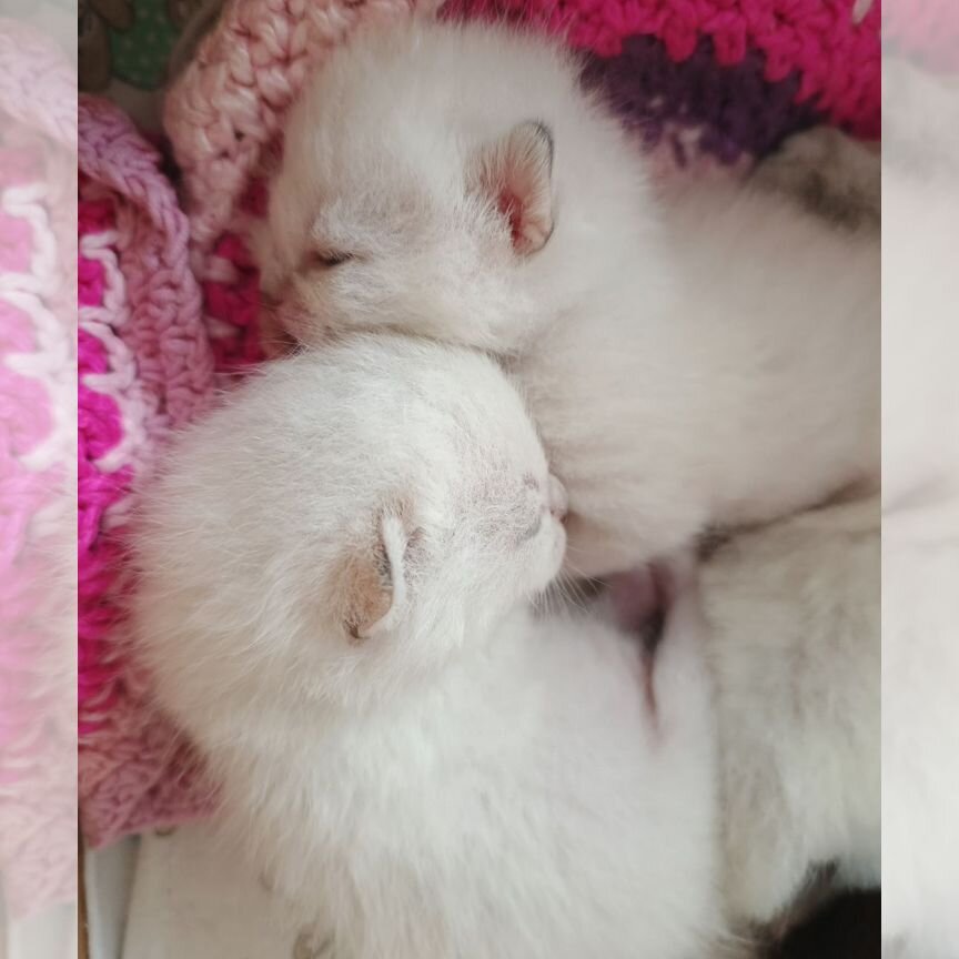 Котята Шотландская шиншилла