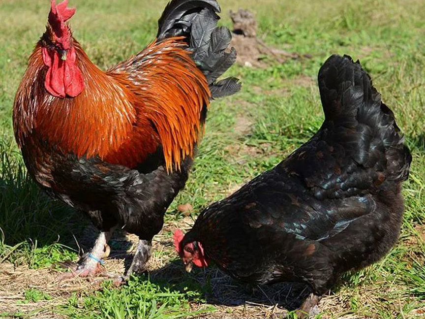 Семья маранов 6 голов