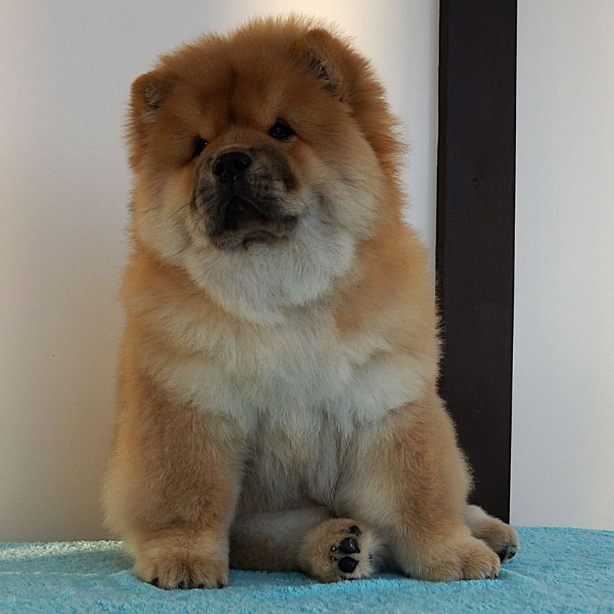 Щенки чау-чау