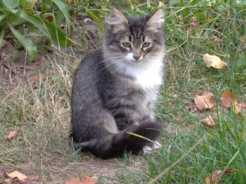 Котенок ищет дом