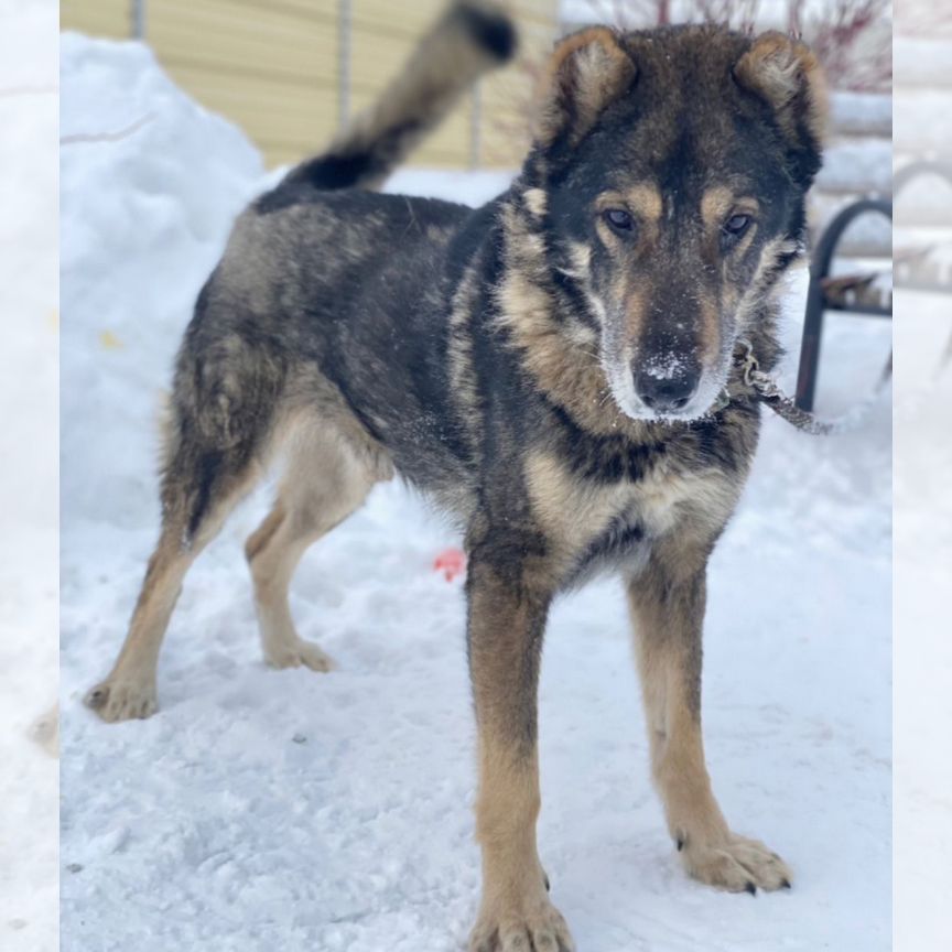 Взрослый пёс в добрые руки