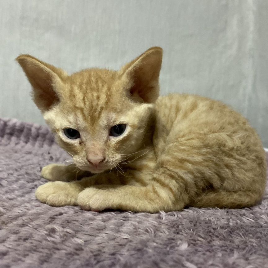 Донской сфинкс котёнок