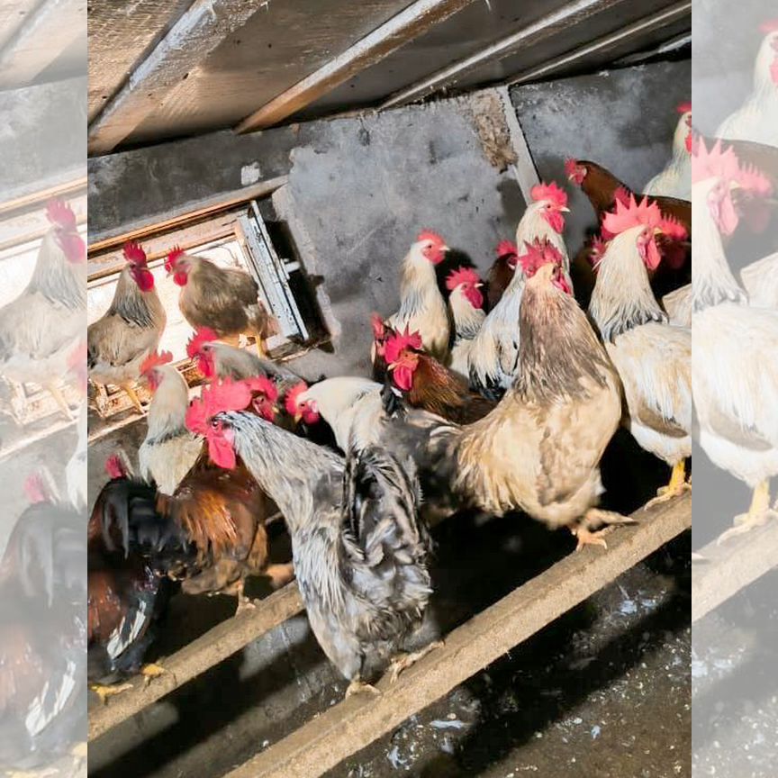 Куры и петухи