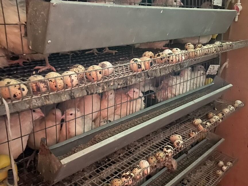Продам несушек перепелов