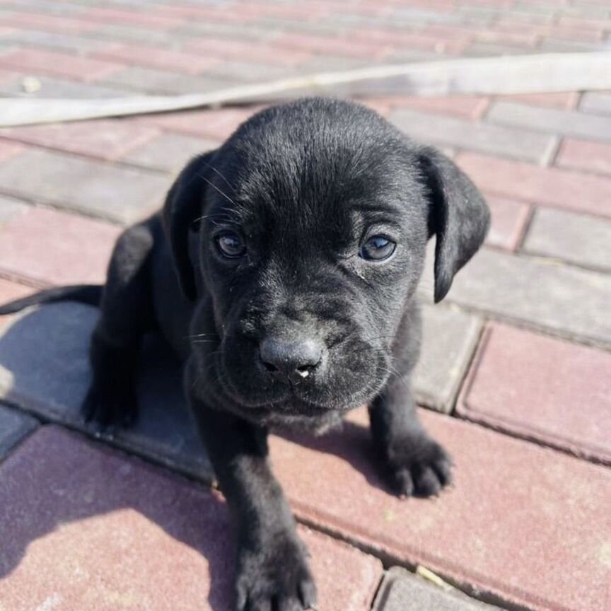 Щенки Кане корсо