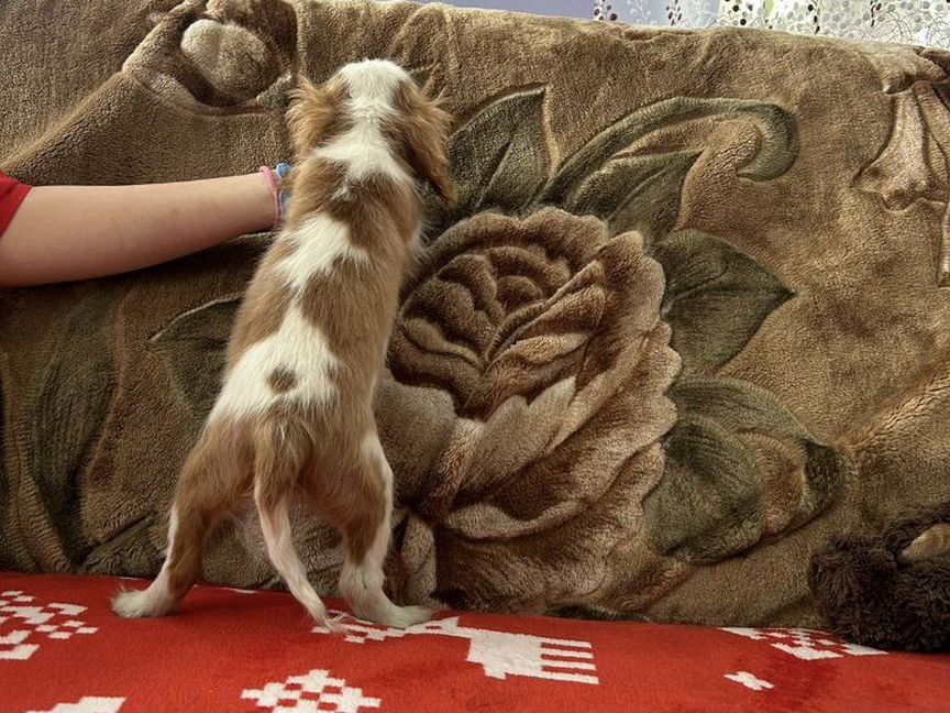 Кавалерчик