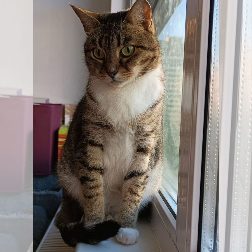 Взрослая кошка в добрые руки