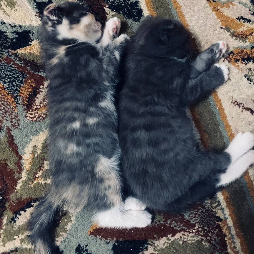 Вислоухие котята в добрые руки