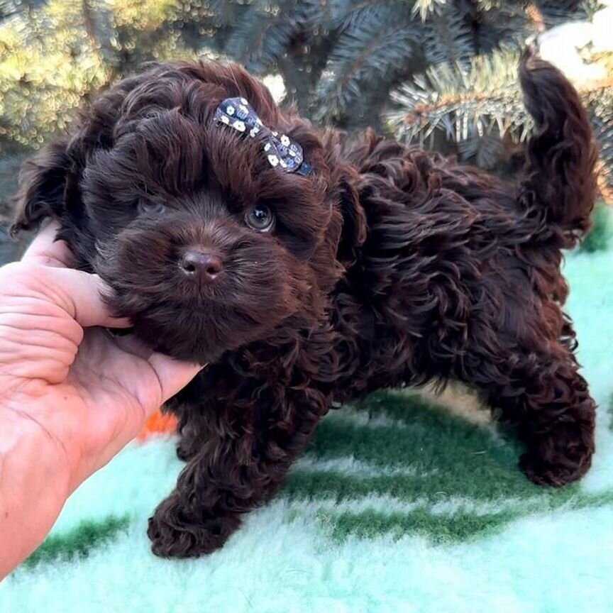 Мальтипу F1 шоколадный