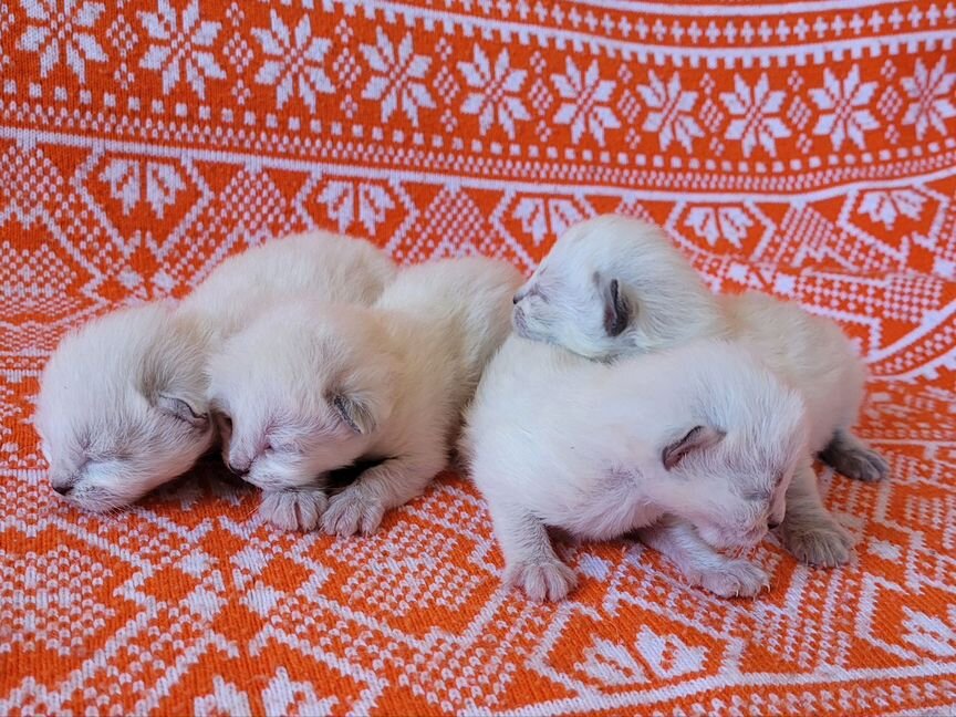 Невская маскарадная котята
