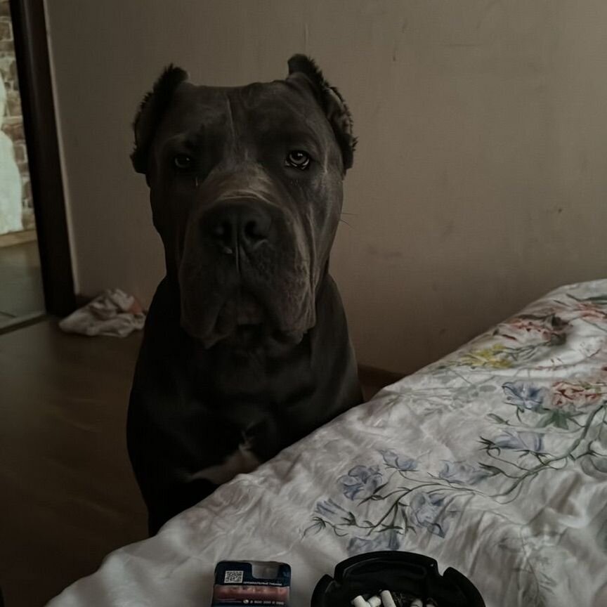 Кобель вязка кане корсо