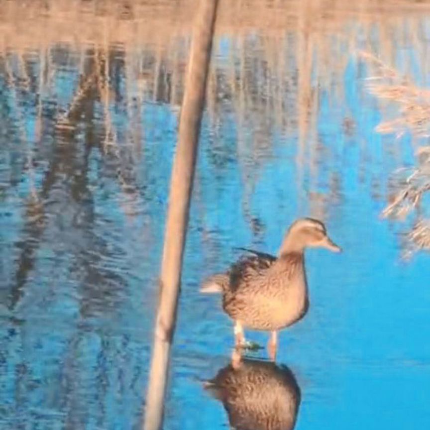 Утки подсадные