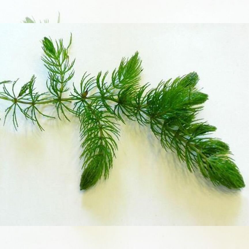 Роголистник для аквариума